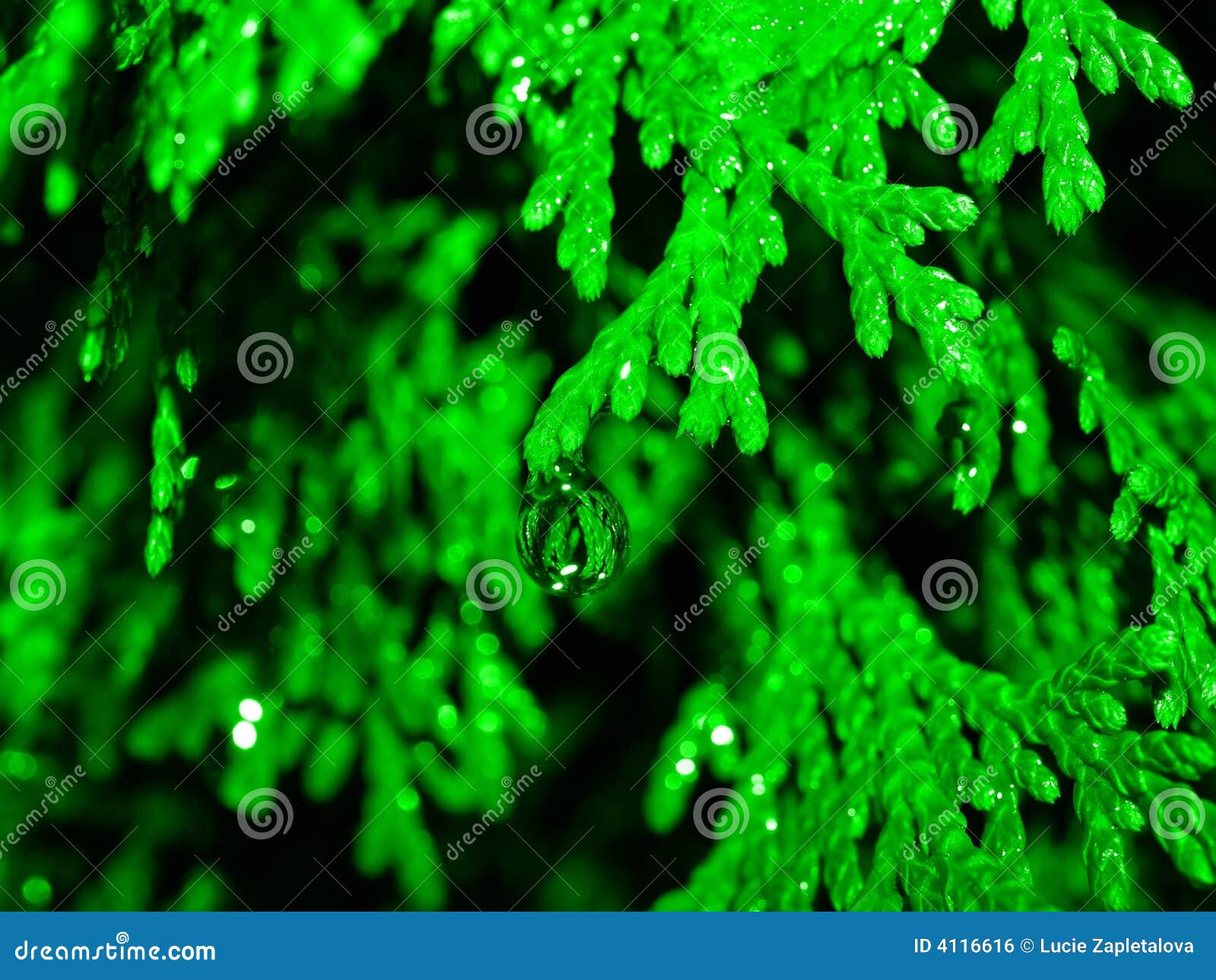 Abstract nature in green stock photo. Image of woods, close - 4116616