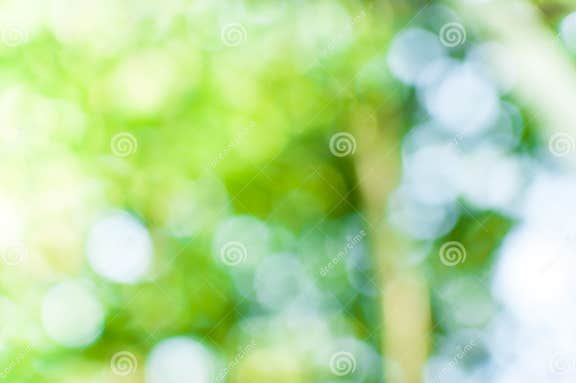 Abstract Nature Green Bokeh from Tree Background Stock Image - Image of backdrop, beam: 85545147