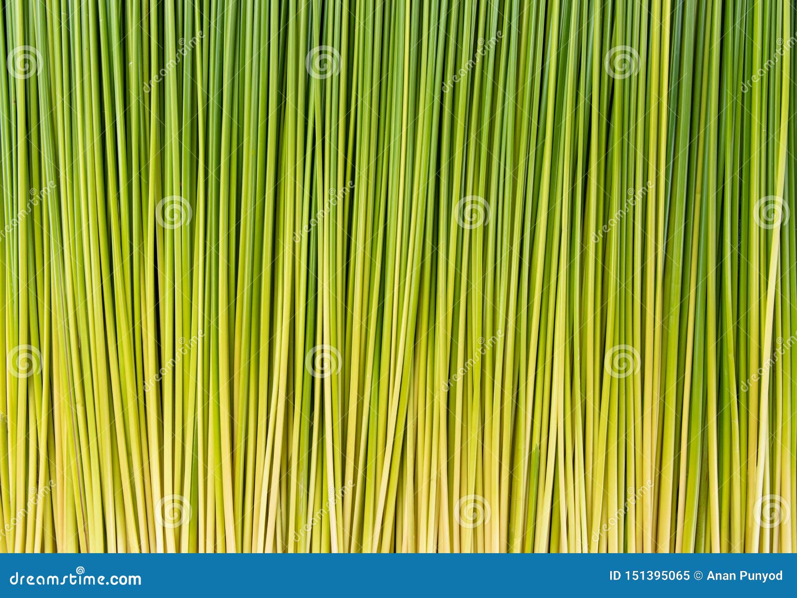 Abstract Nature Green Vertical Texture Background with Papyrus Plant ...