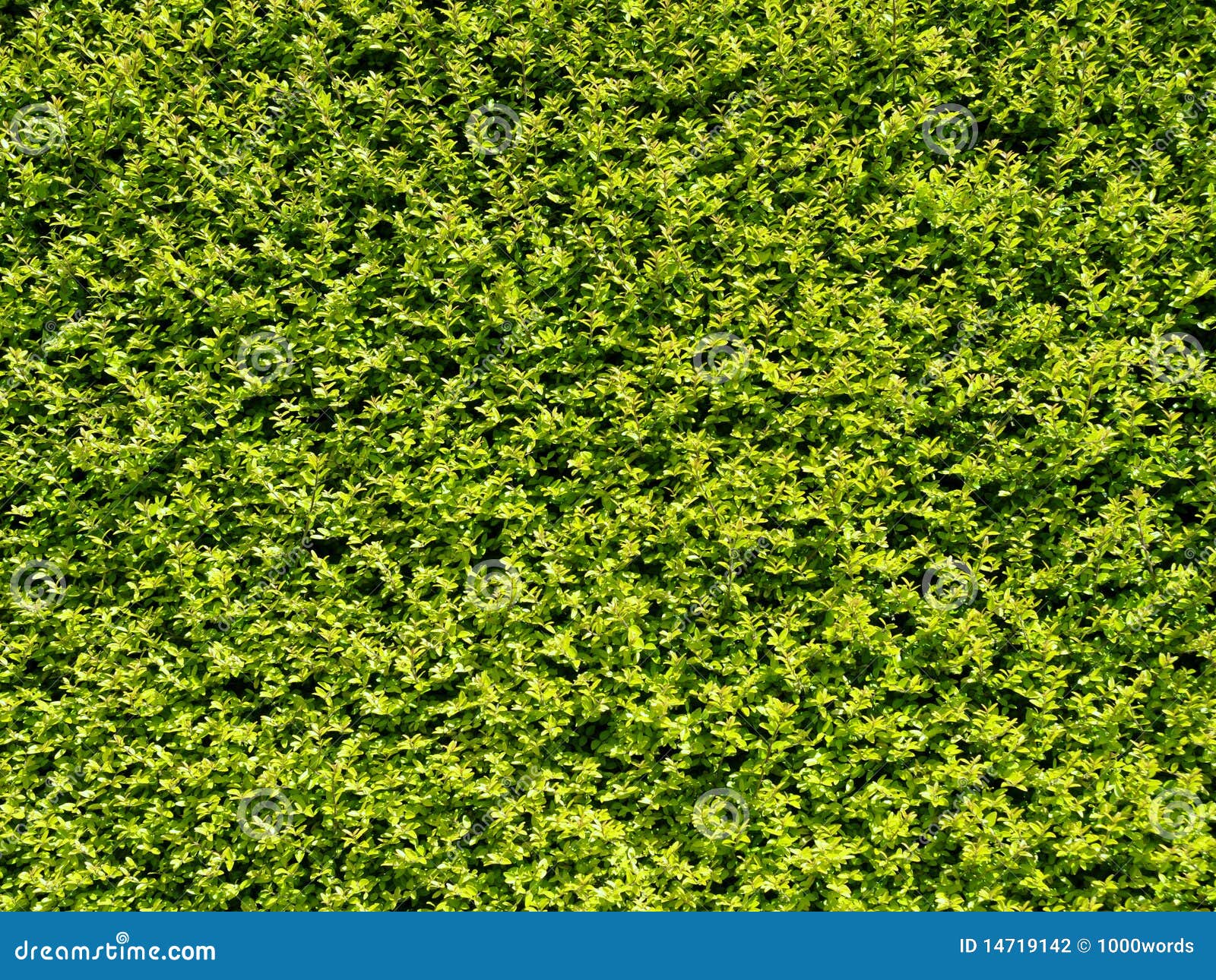 Abstract Nature Hedge Background Stock Photo - Image of green ...