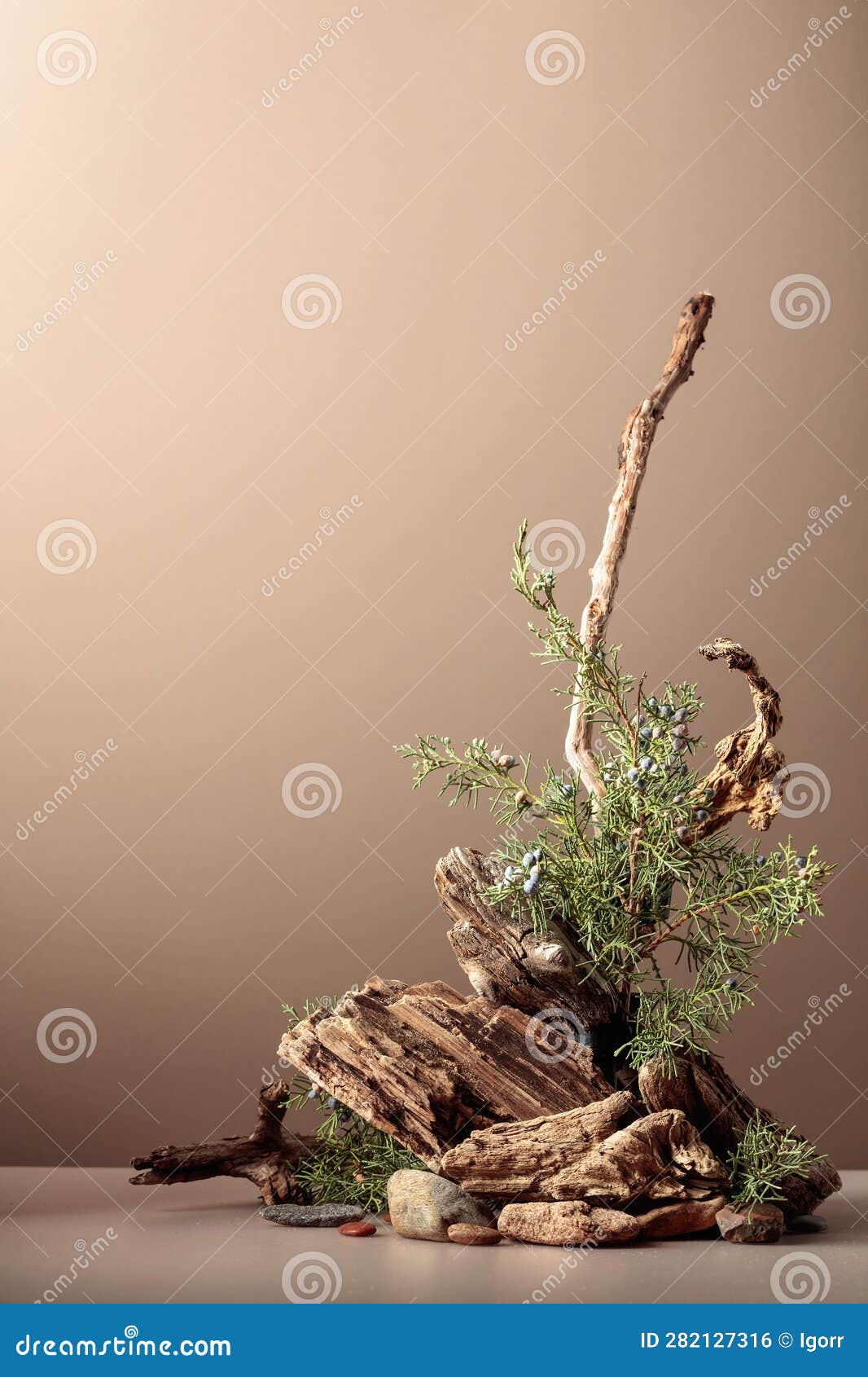 Abstract Nature Scene with a Composition of Juniper and Dry Snags Stock ...