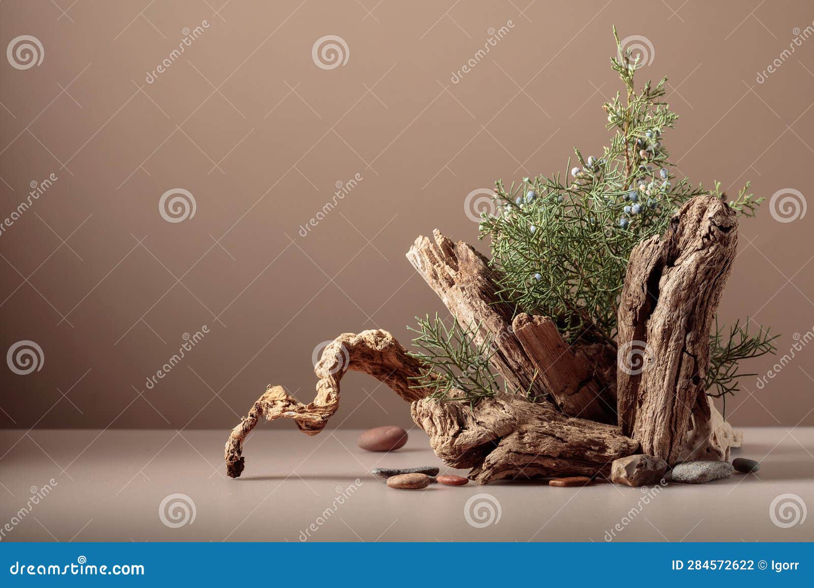 Abstract Nature Scene with a Composition of Juniper and Dry Snags Stock ...