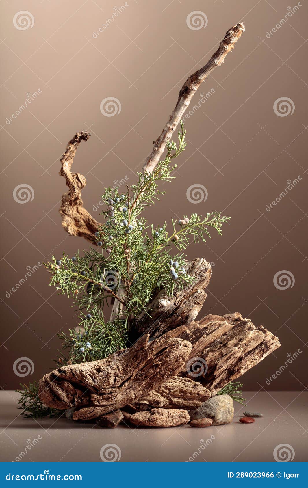 Abstract Nature Scene with a Composition of Juniper and Dry Snags Stock ...
