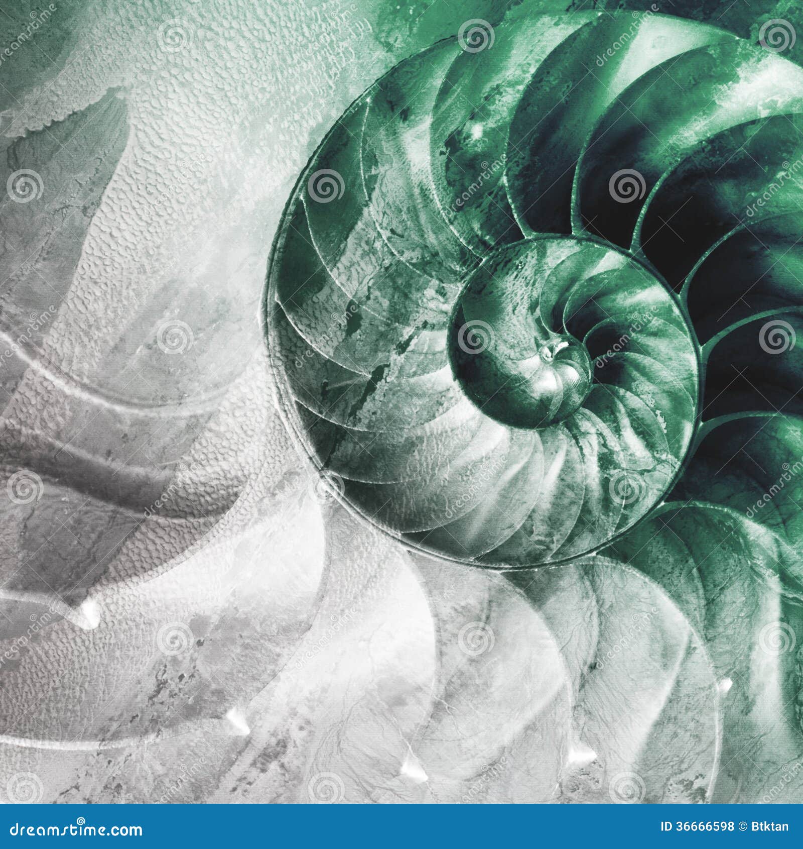 Abstract stock photo. Image of nautilus, macro, aquatic - 36666598