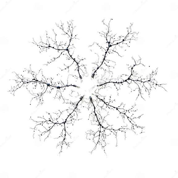 Abstract Neuron Pattern Resembling a Tree on White Background Forming ...