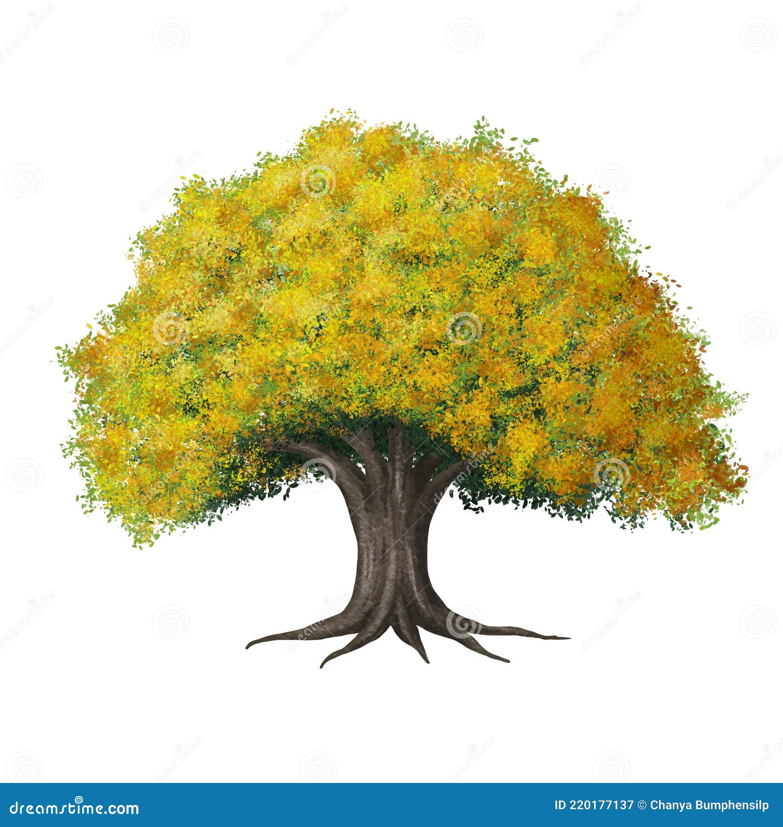 Autumn Tree Side View Isolated on White Background Stock Image - Image ...