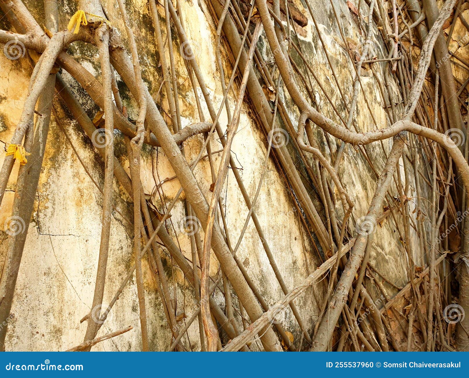 Abstract of Old Concrete Wall Texture Covered by the Tree Root Stock ...