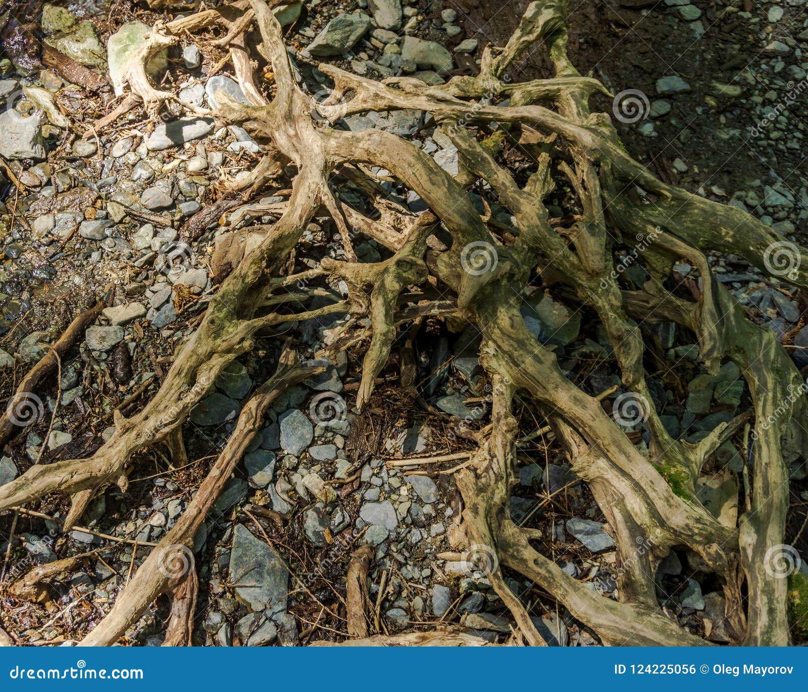 Abstract Old Tree Roots in the Forest Abstract Background. Stock Photo ...