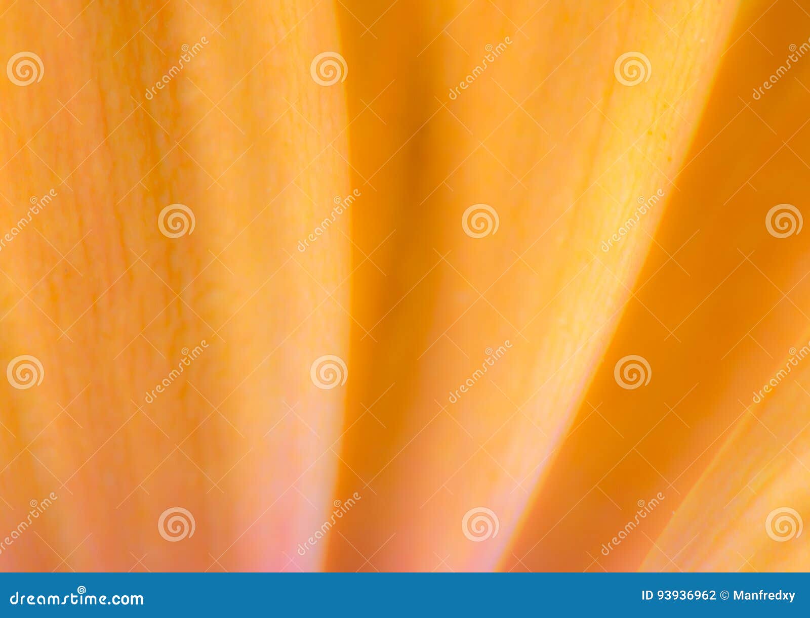 Abstract Orange Natural Flower Background Stock Photo - Image of ...
