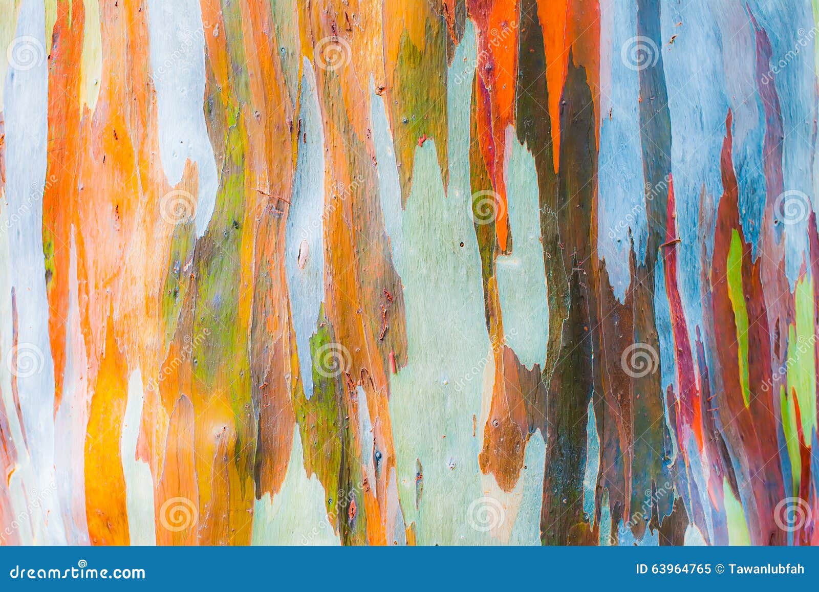 Abstract Painting by Eucalyptus Tree Bark Stock Image - Image of nature ...