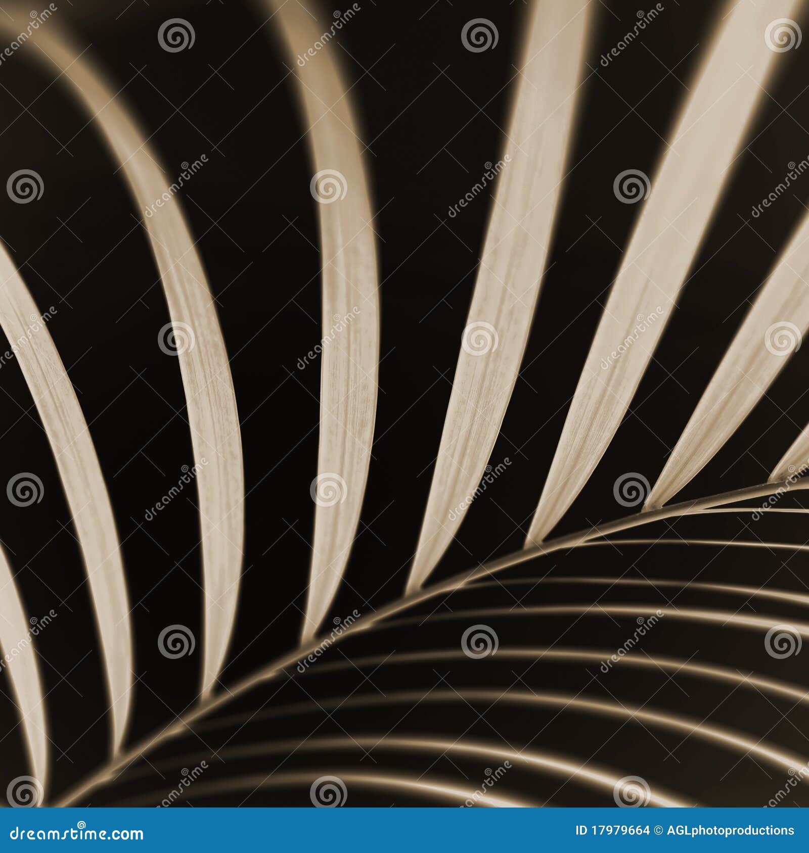 Abstract palm leaf closeup stock photo. Image of abstract - 17979664