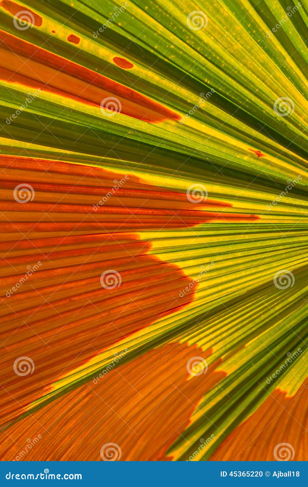 Abstract palm leaf stock photo. Image of close, plant - 45365220