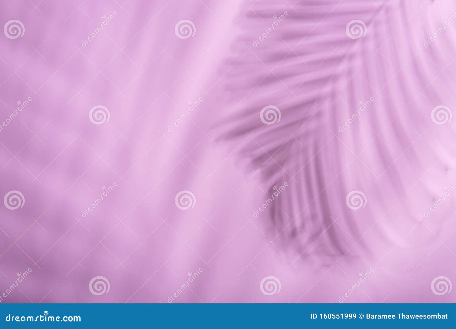 Abstract Palm Leaf and Shadow Reflection on Pink Background Stock Image ...