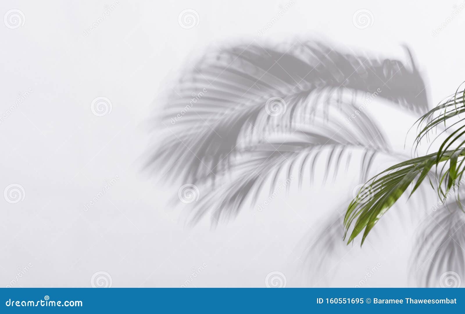 Abstract Palm Leaf and Shadow Reflection on White Background Stock ...