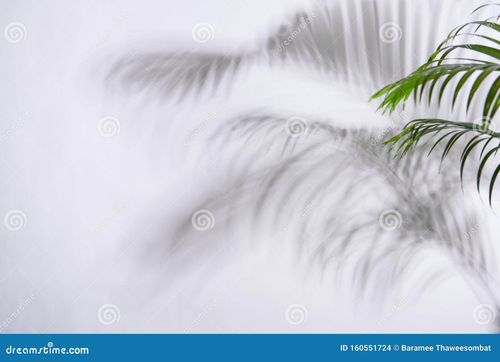 Abstract Palm Leaf and Shadow Reflection on White Background Stock ...