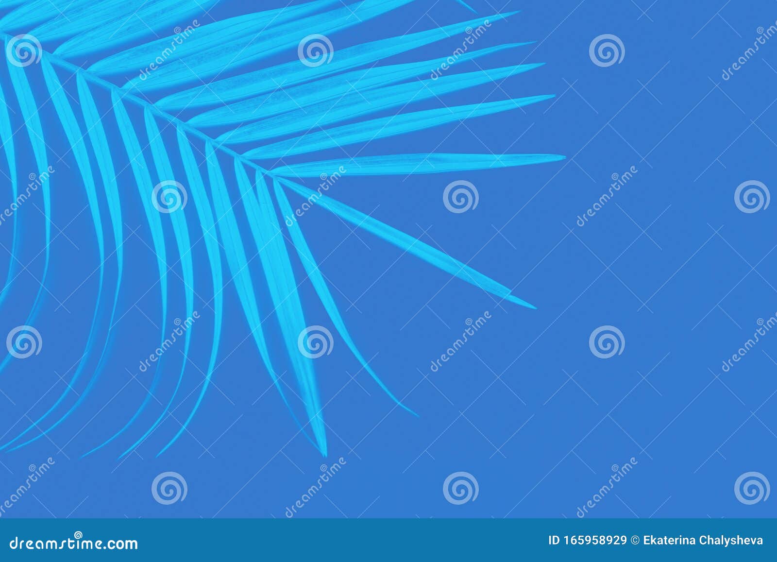 Abstract Palm Leaf with Space for Text, Art Template, Blue Background ...