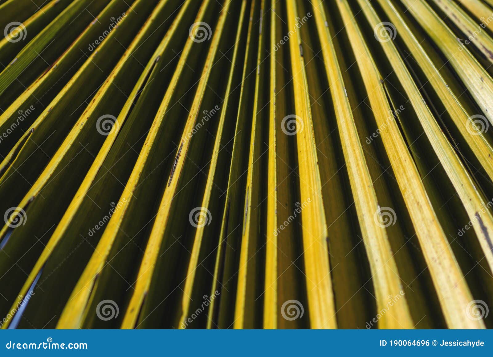 Abstract palm leaf stock photo. Image of decorative - 190064696
