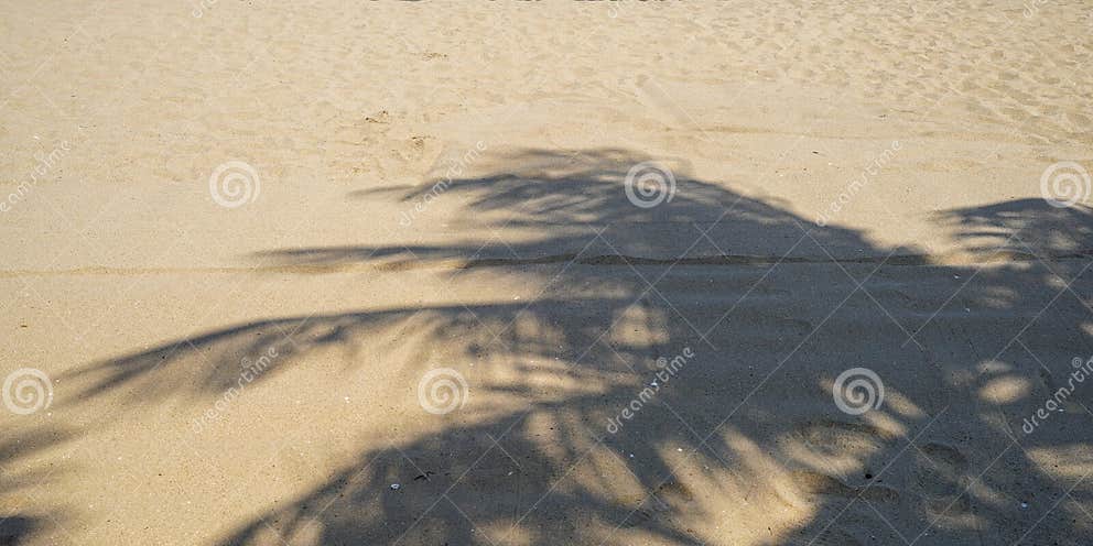 Abstract Palm Shadow on Sand Background Texture Stock Photo - Image of ...