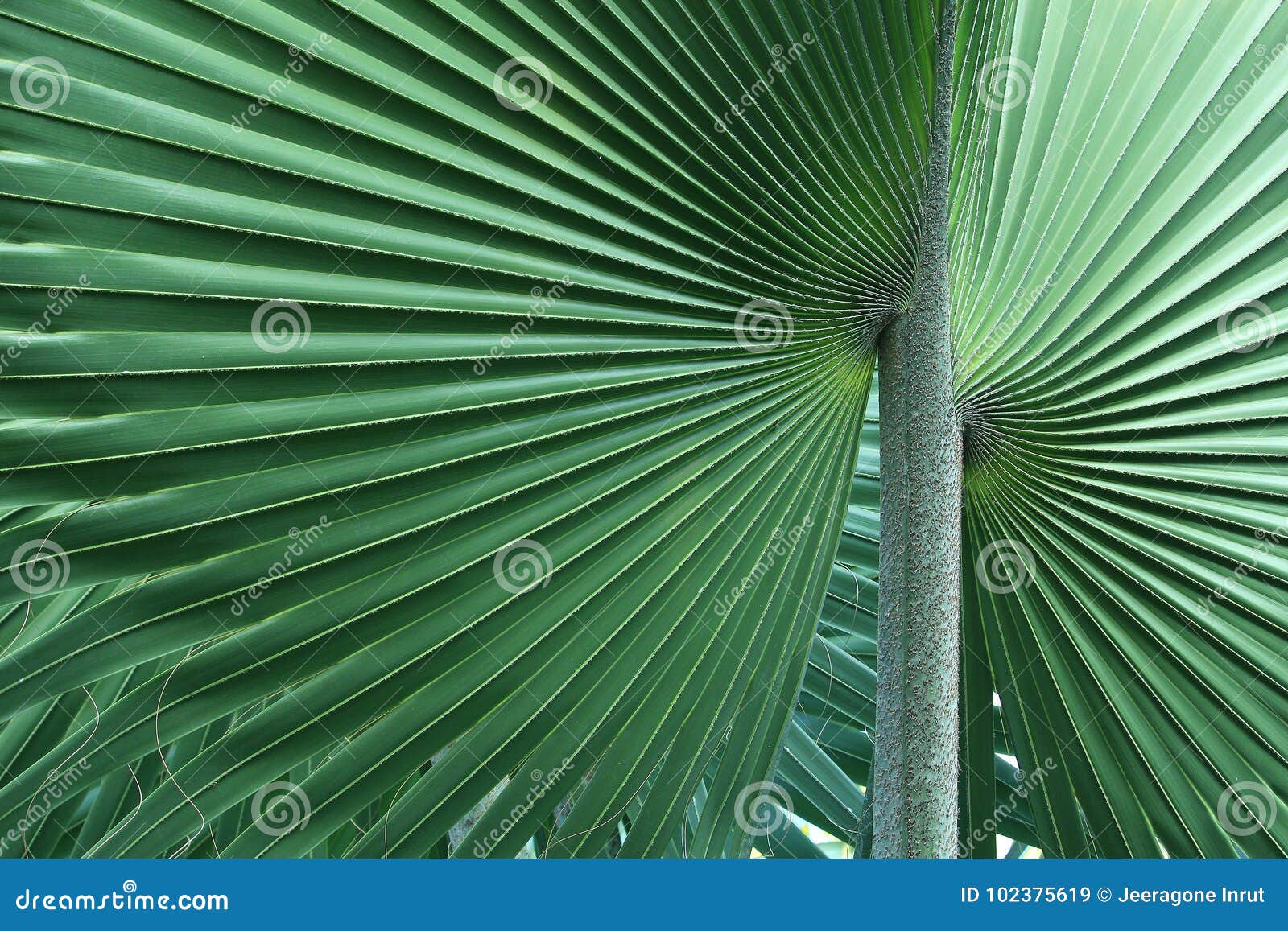 Abstract of palm tree leaf stock image. Image of palm - 102375619