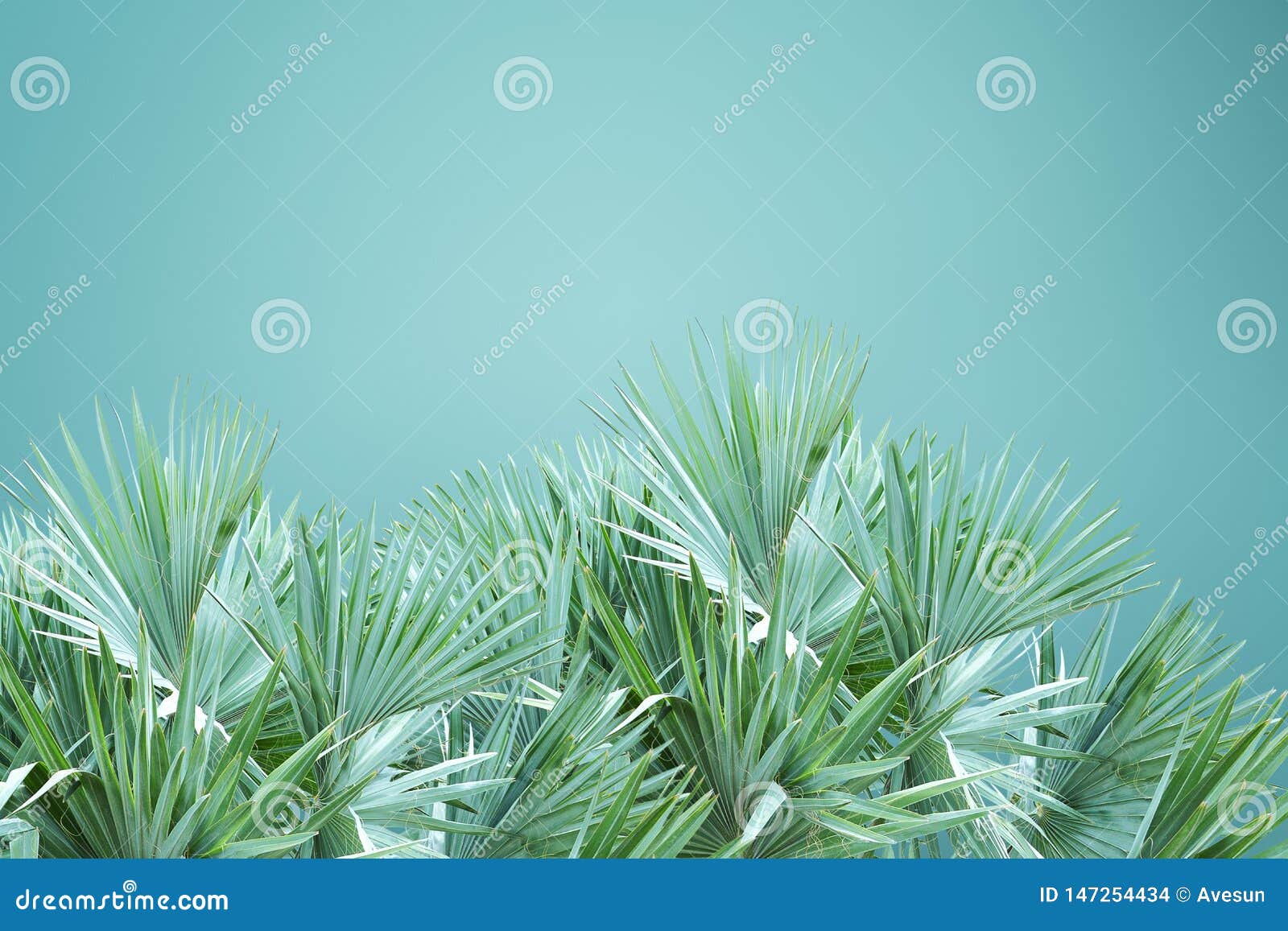 Abstract Palm Tree Leafs Background Stock Photo - Image of isolated ...