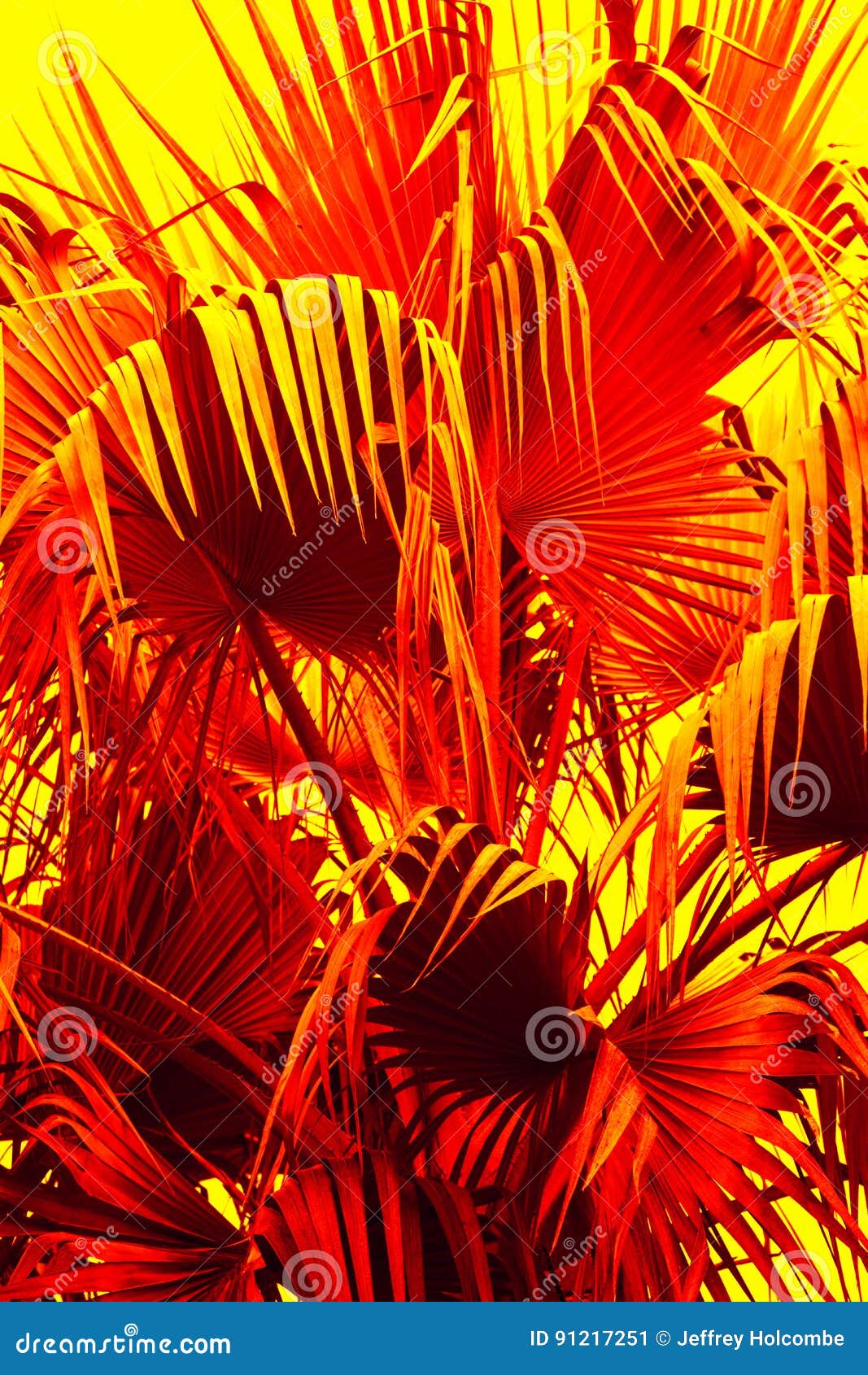Abstract Palmetto Leaves in Dramatic False Colors from Florida. Stock ...