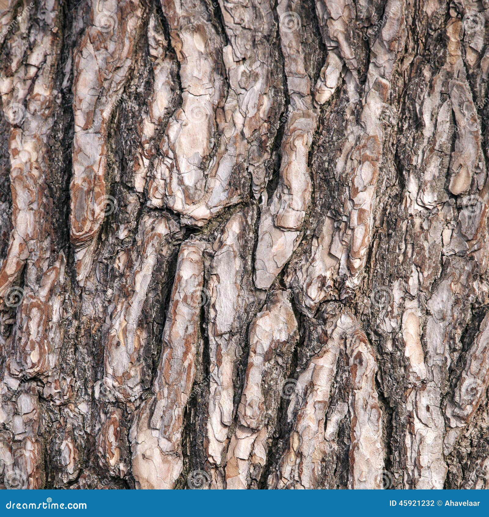 Abstract Pattern of Bark on Old Pine Tree Stock Photo - Image of pinus ...