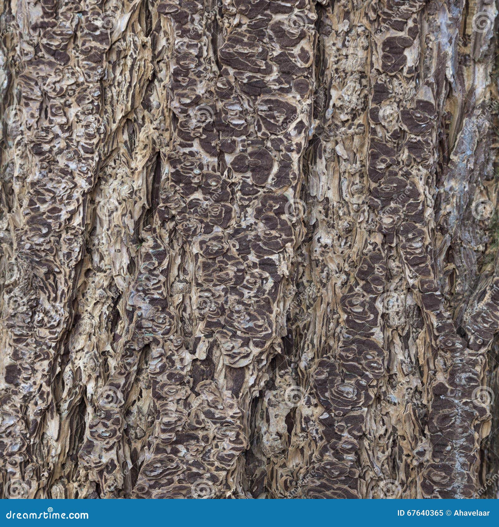 Abstract Pattern of Bark of Older Spruce Tree Stock Image - Image of ...