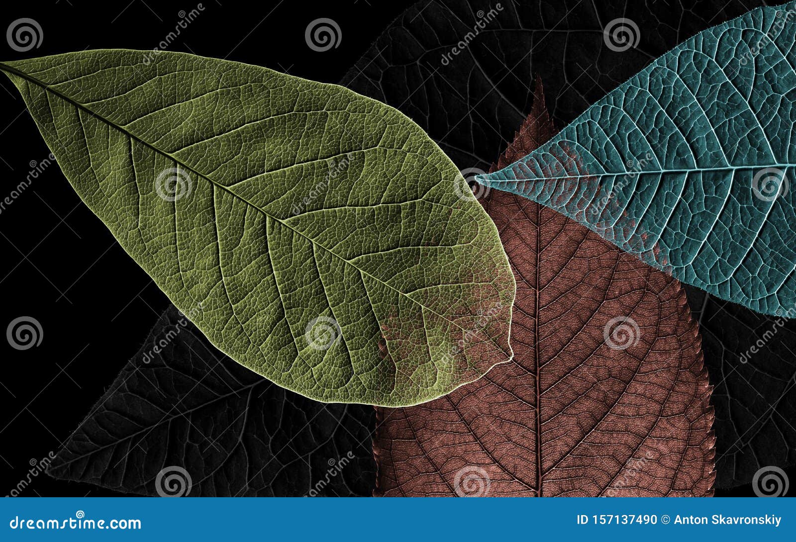 Abstract Pattern from Beautiful Textured Leaves. Stock Photo - Image of ...