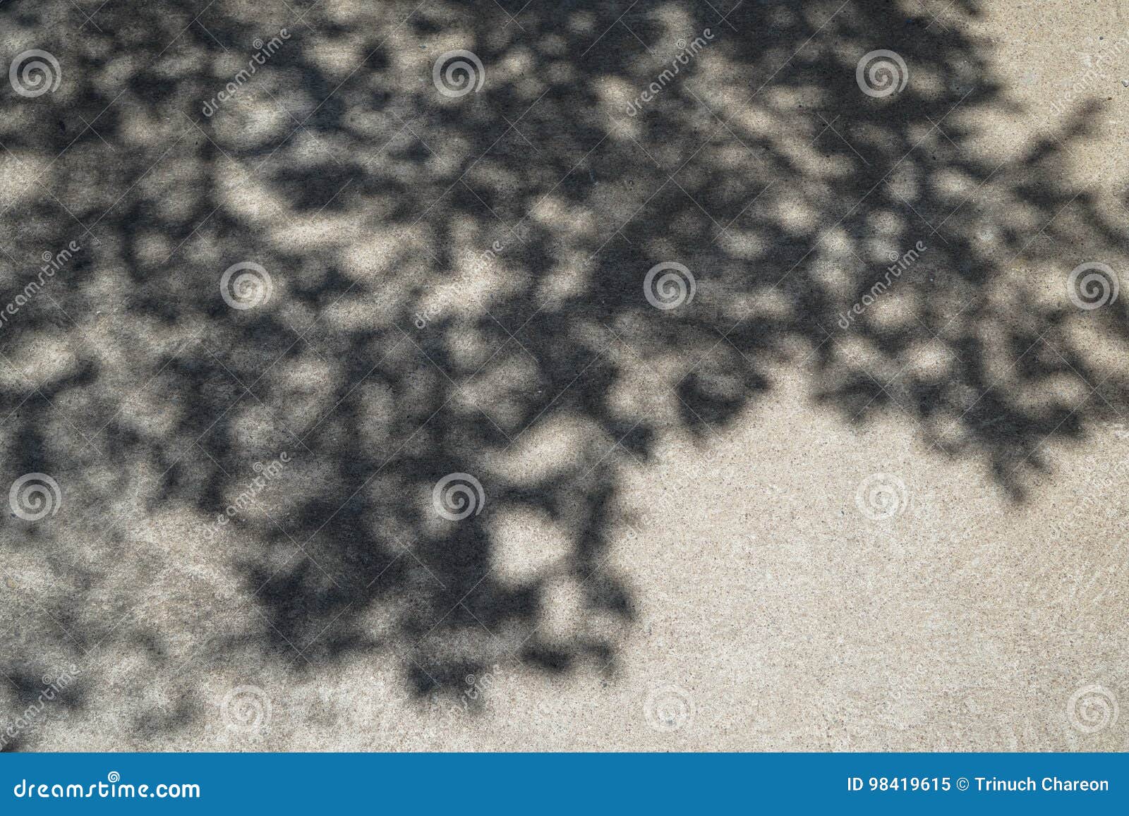 Abstract Pattern of Big Tree Dark Shadow on Light Grey Hard Concrete ...