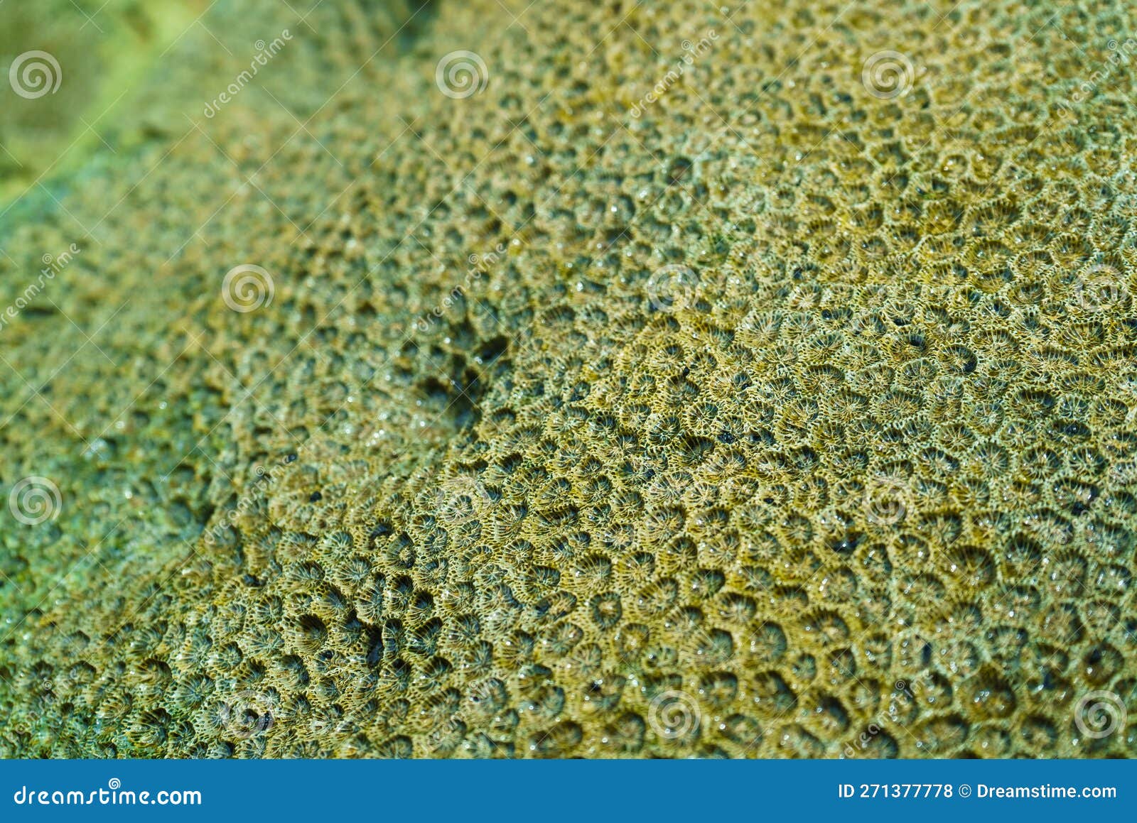 Abstract Pattern of Coral Reef with Small Cells Stock Photo - Image of ...