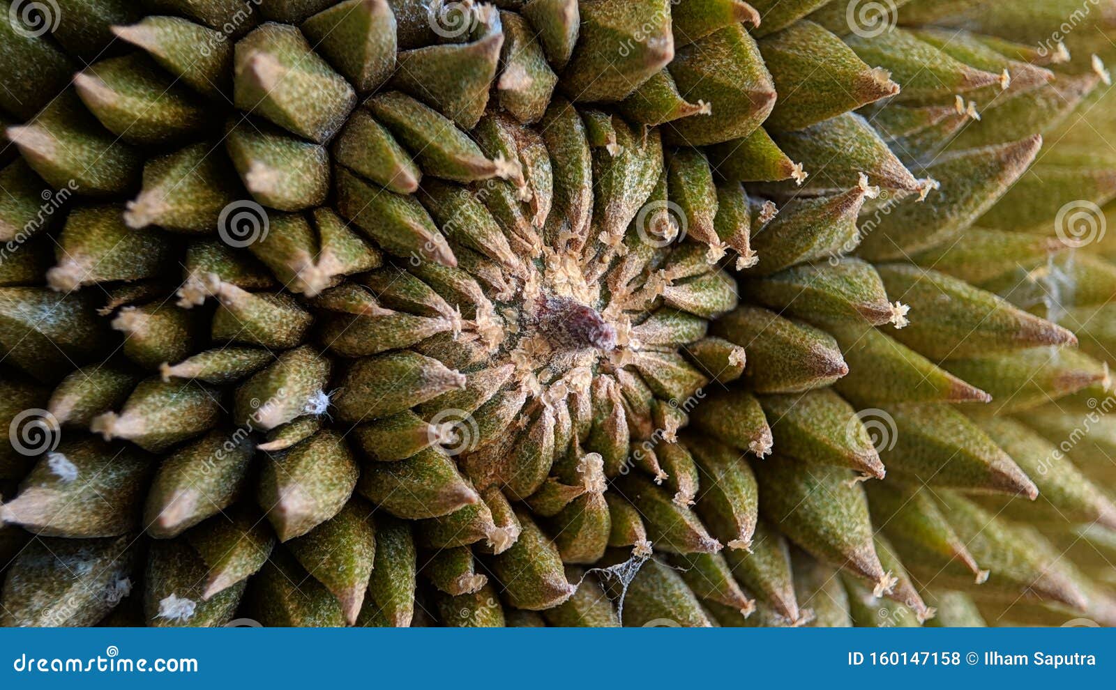 Abstract Pattern Durian Thorn Texture Background Stock Photo - Image of ...