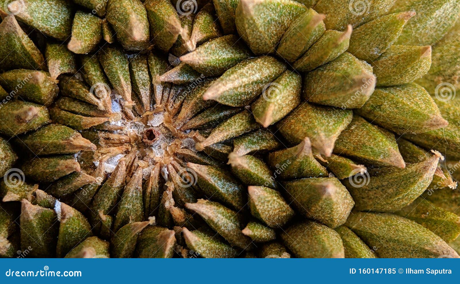 Abstract Pattern Durian Thorn Texture Background Stock Image - Image of ...