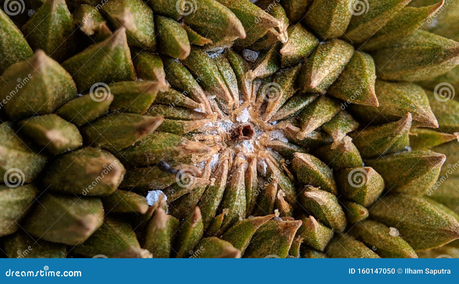 Abstract Pattern Durian Thorn Texture Background Stock Photo - Image of ...