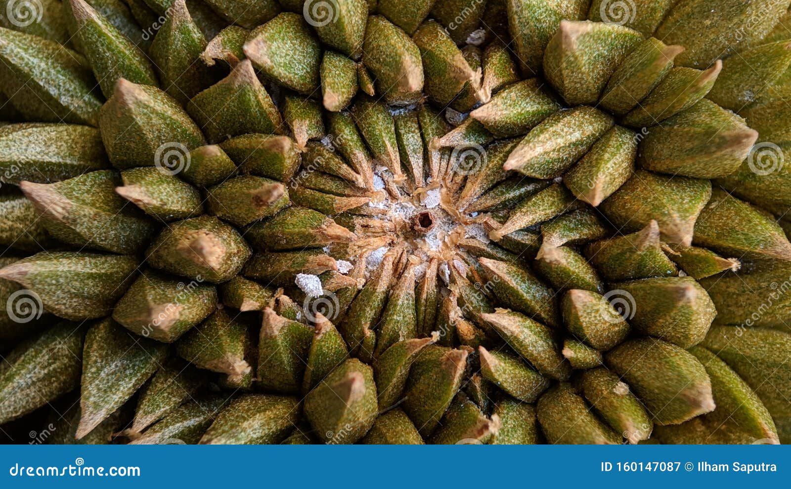 Abstract Pattern Durian Thorn Texture Background Stock Image - Image of ...