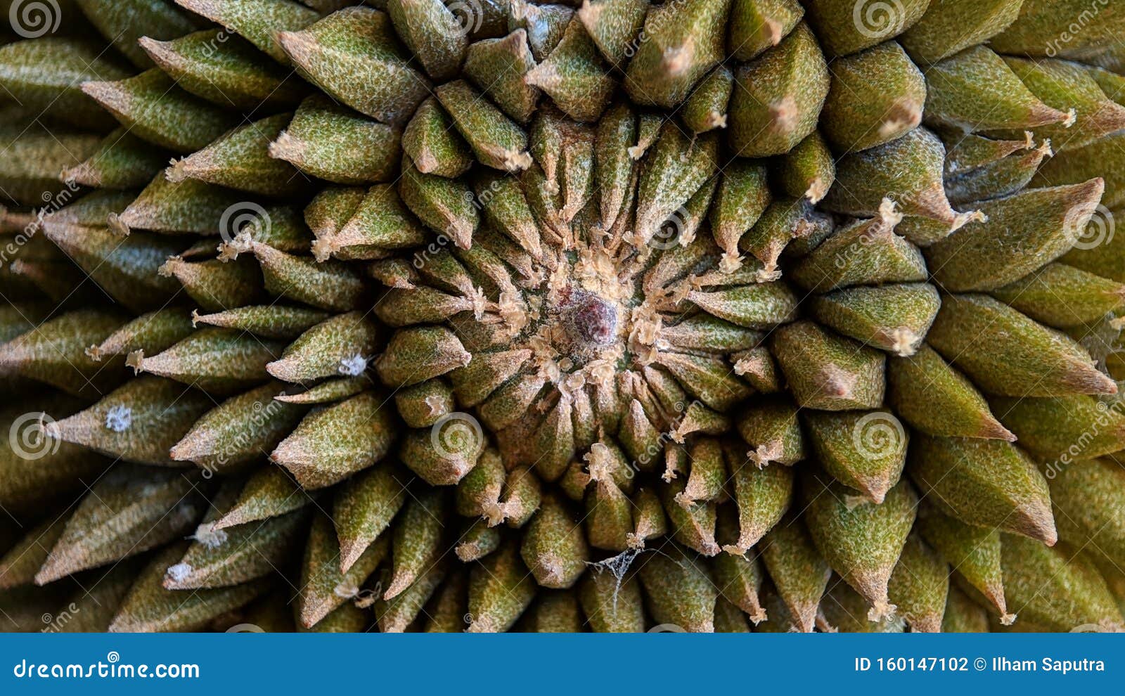 Abstract Pattern Durian Thorn Texture Background Stock Photo - Image of ...