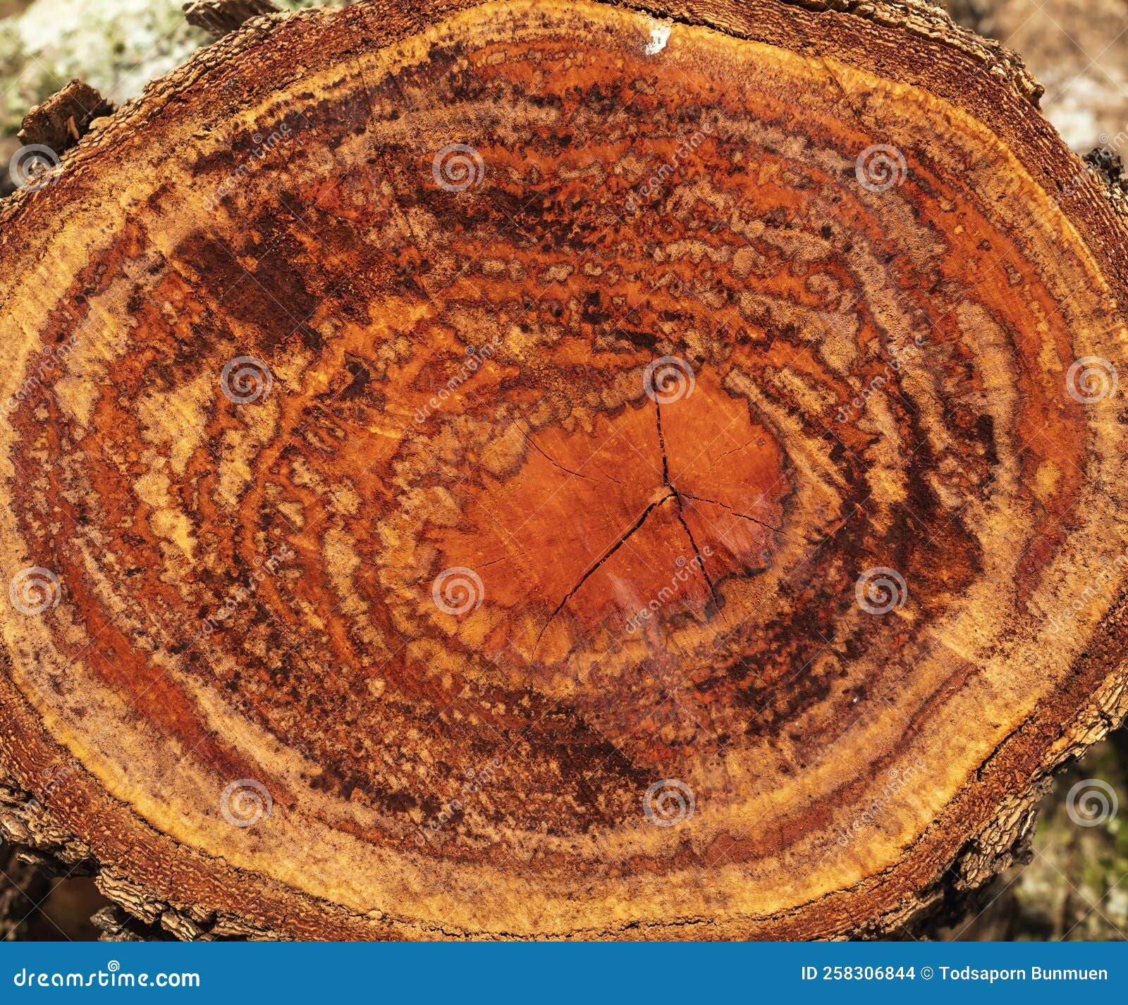 Abstract Pattern of Longan Tree Core Texture Stock Photo - Image of ...