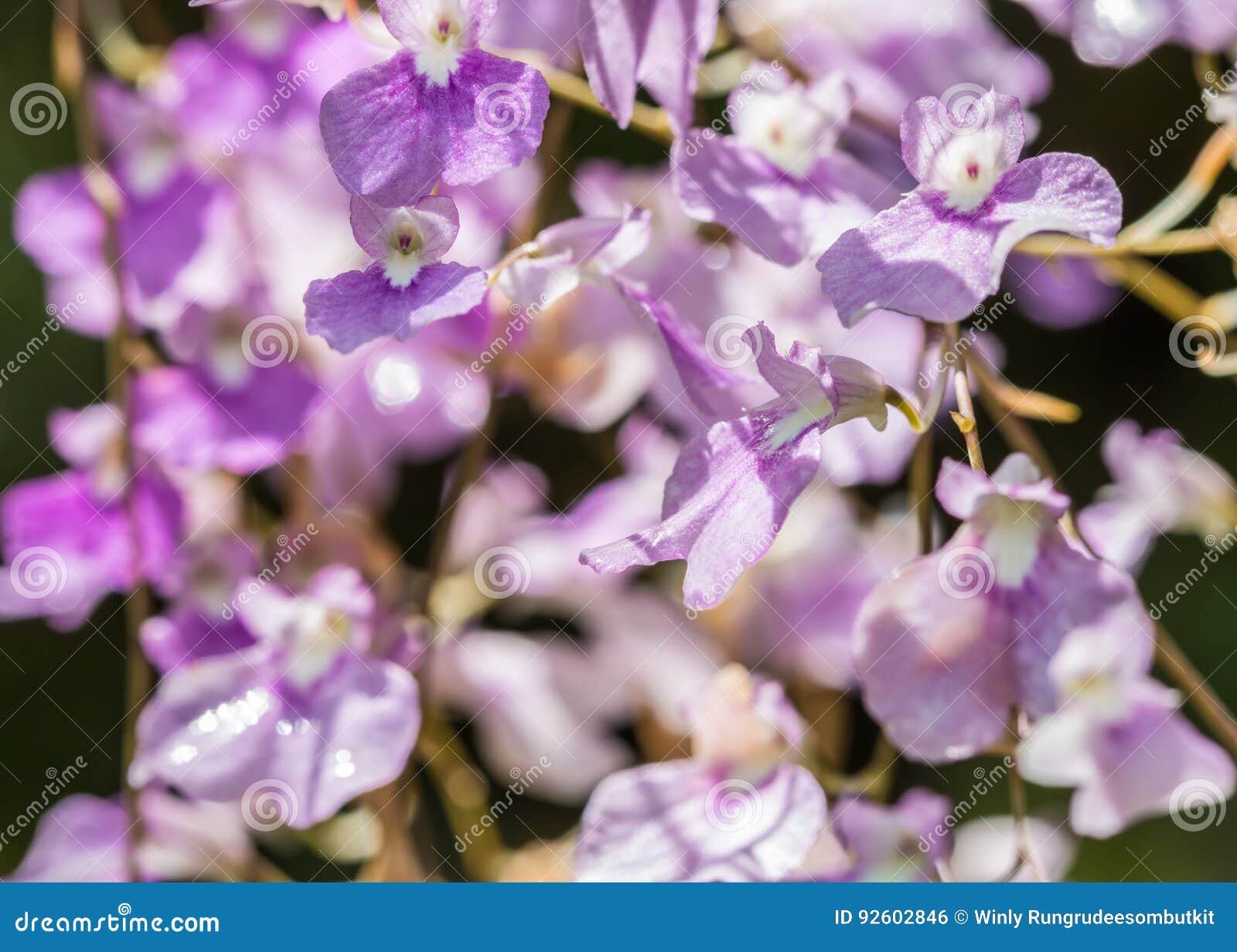 Abstract Pattern of Purple Orchid, Ionopsis Utricularioides. Stock ...
