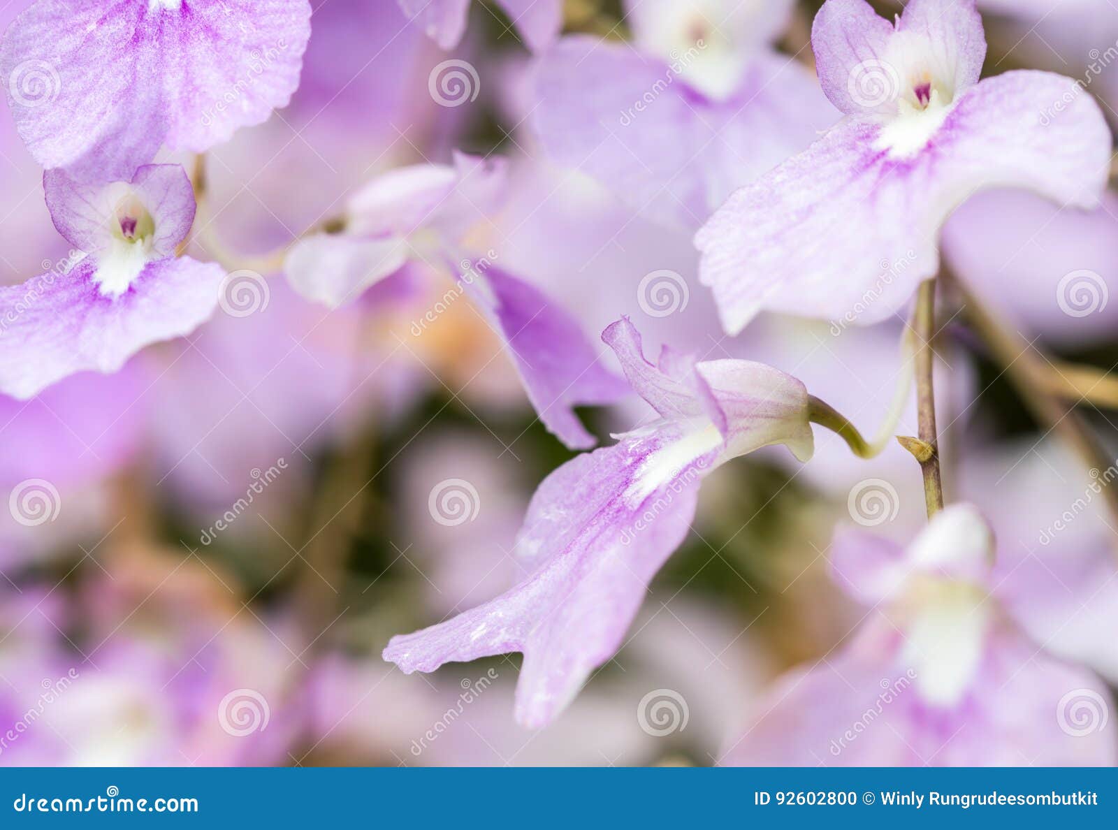 Abstract Pattern of Purple Orchid, Ionopsis Utricularioides. Stock ...