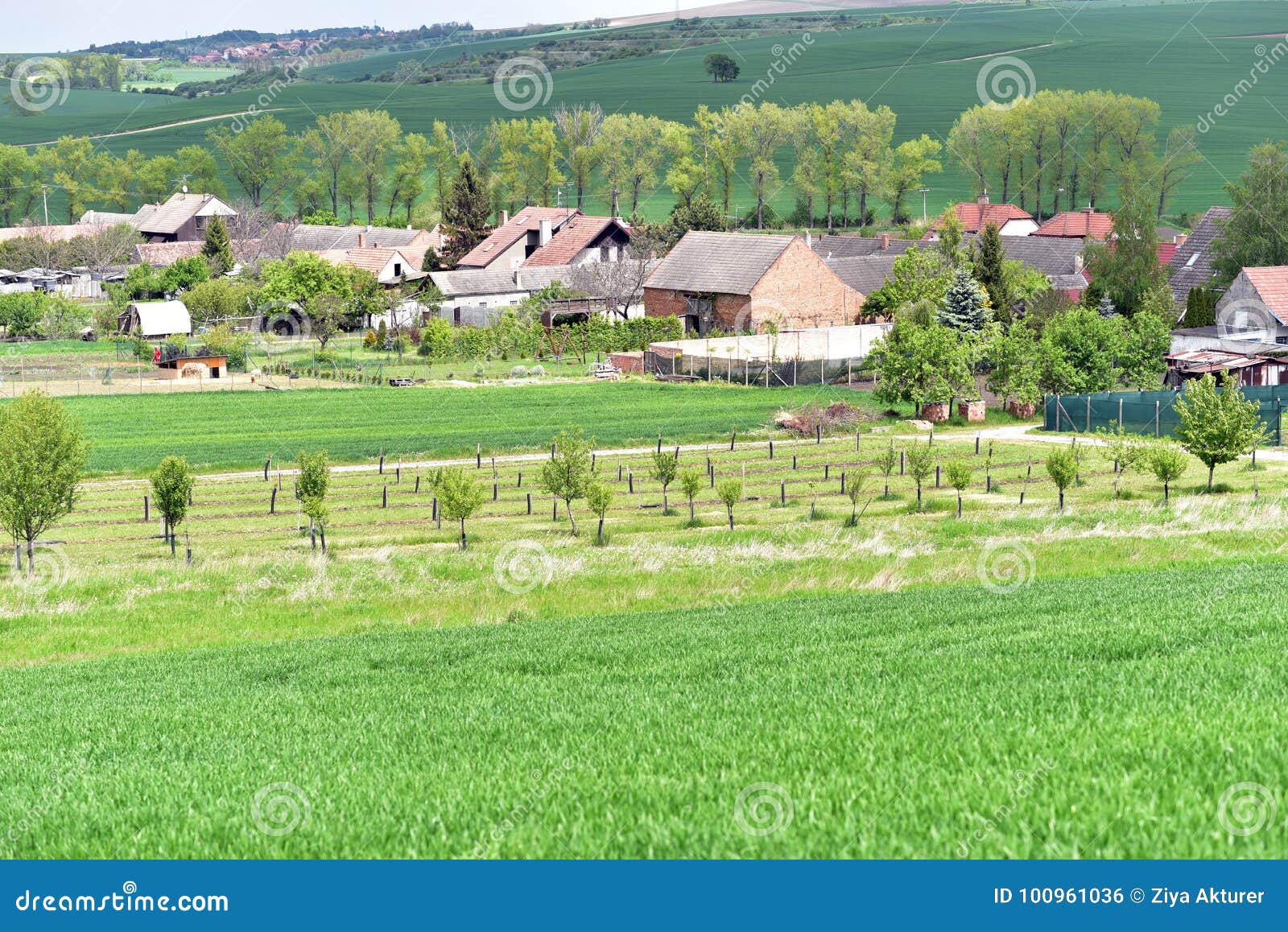 Rolling Summer Landscape of Moravia Stock Photo - Image of scenery ...