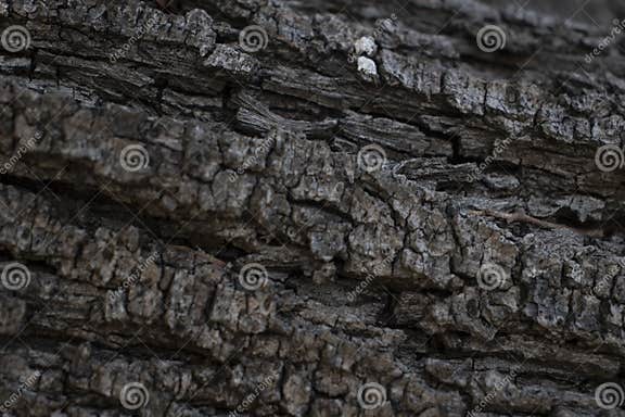 Abstract Pattern of Tree Bark Ridges Stock Image - Image of tree, wood ...