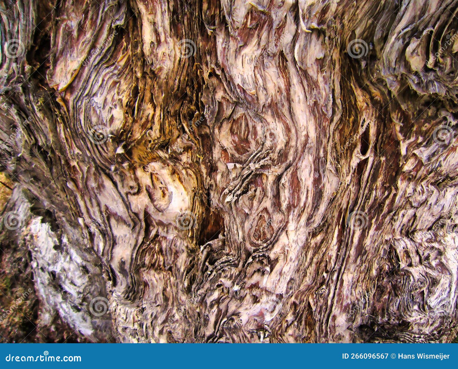 Abstract Pattern in Tree Bark Stock Image - Image of grunge, pattern ...