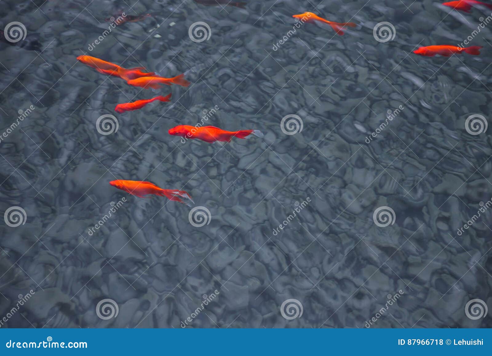Abstract Pattern of Water Refraction in Goldfish in a Pond Stock Photo ...