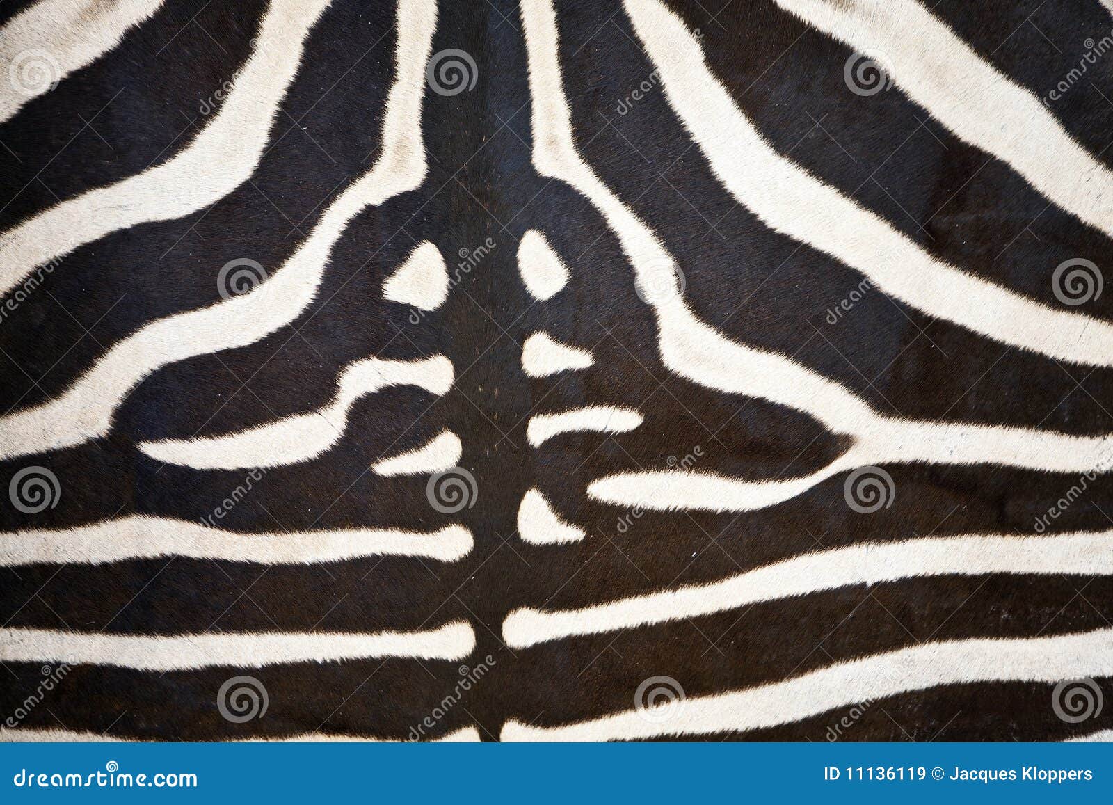 Abstract Pattern on a Zebra Hide Stock Image - Image of camouflage ...
