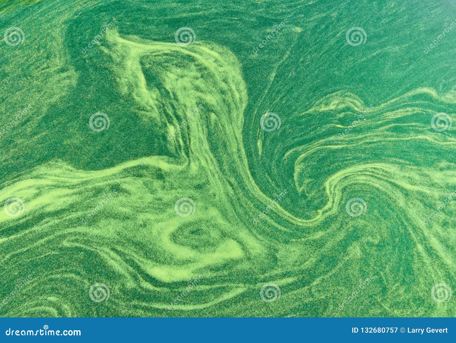Abstract patterns in algae stock image. Image of abstract - 132680757