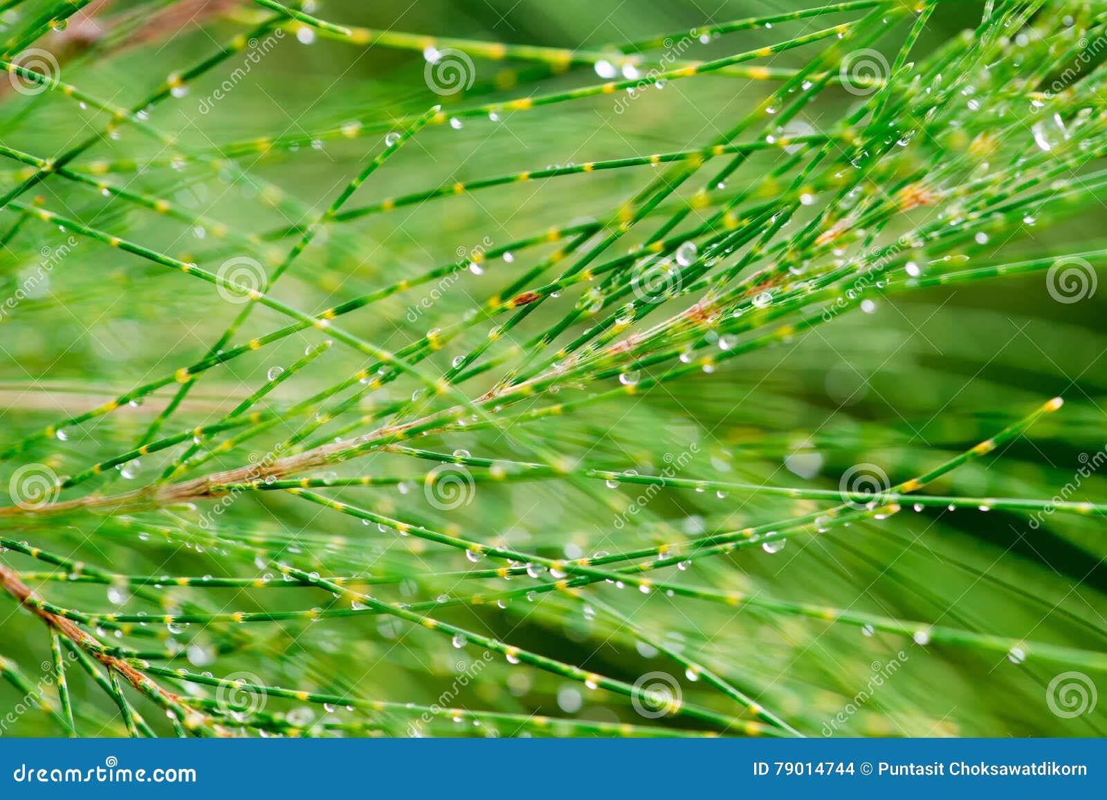 Abstract Patterns of Nature Stock Photo - Image of pinus, outdoor: 79014744