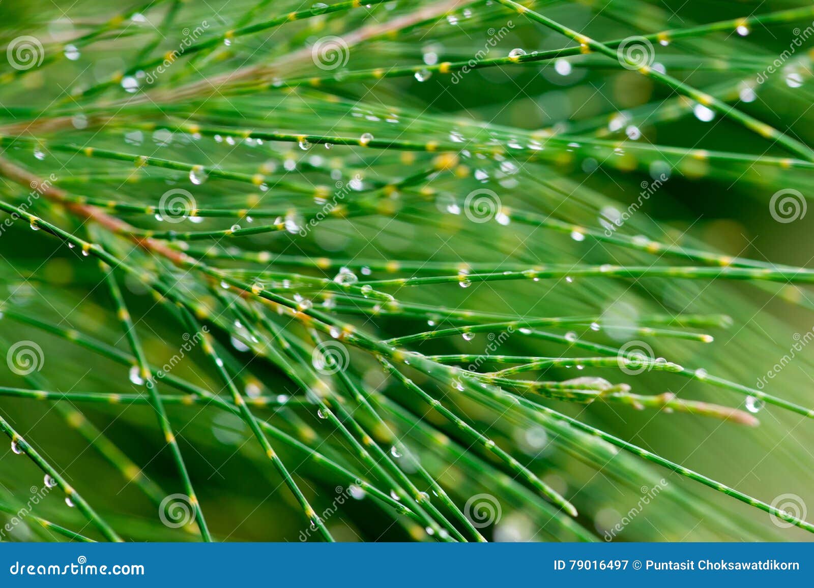 Abstract Patterns of Nature Stock Image - Image of horsetail, pinus ...