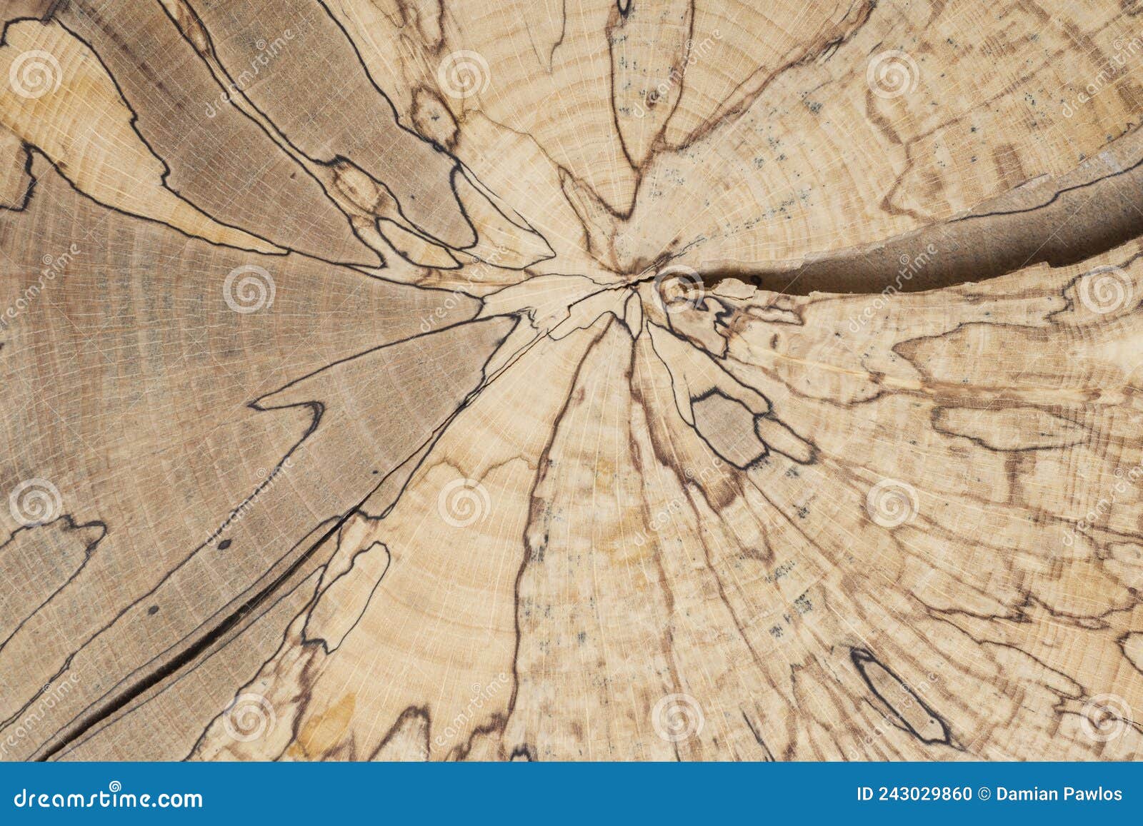 Abstract Patterns Revealed in the Cross-sectional Wood Slice. Beech ...