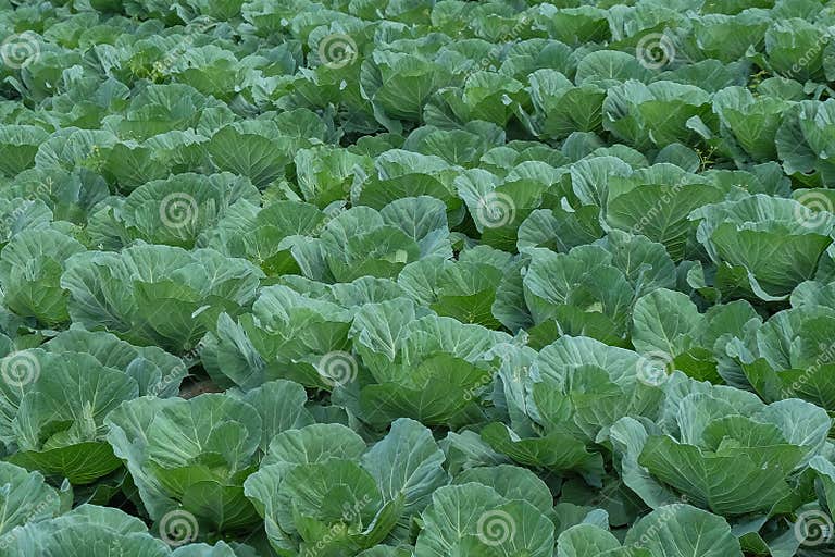 Abstract Patterns, Shapes and Textures of Cabbage Plants in the Field ...