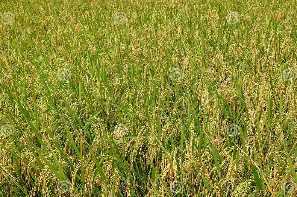 Abstract Patterns and Textures of Rice Fields Stock Photo - Image of ...