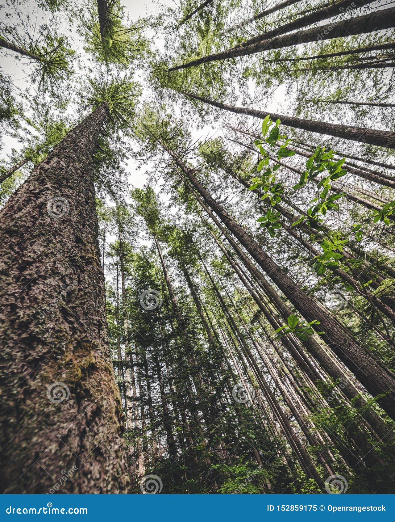 Arching Tree Branch Over The Farming Path Next To Stone Fence. Very ...